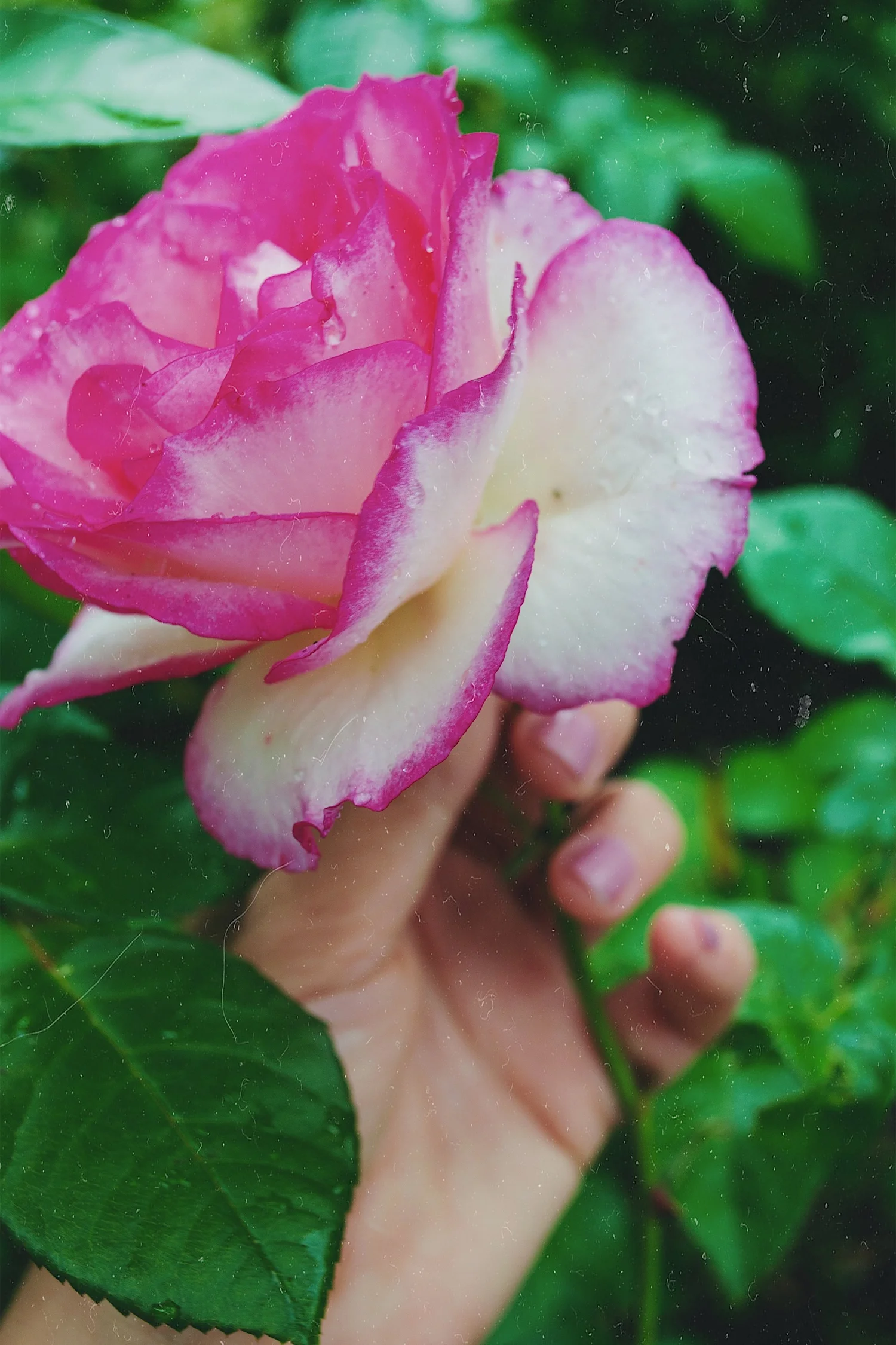 Floromancy for the Flower Moon: The Origin of the Rose — Little Witch Books