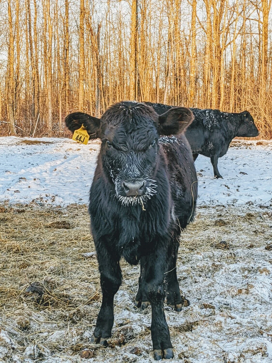 No Such Thing as Bad Weather — Pape Family Pastures | 100% Grass-Fed ...