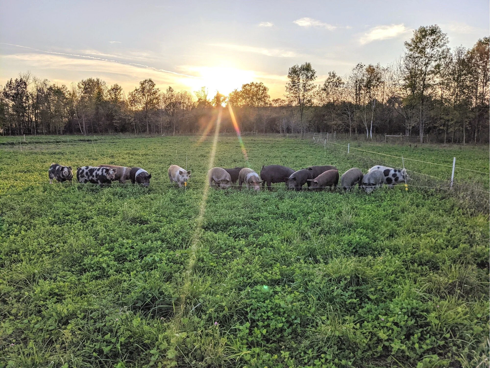 Pastured Pork | 100% Grass-Fed Beef, Pastured Pork & Chicken