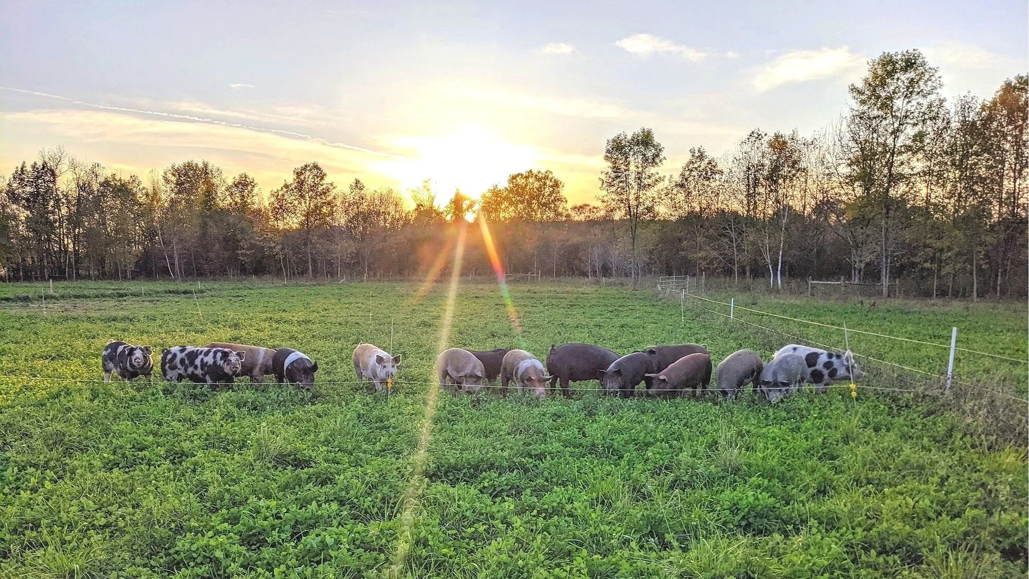 Pastured Pork | 100% Grass-Fed Beef, Pastured Pork & Chicken
