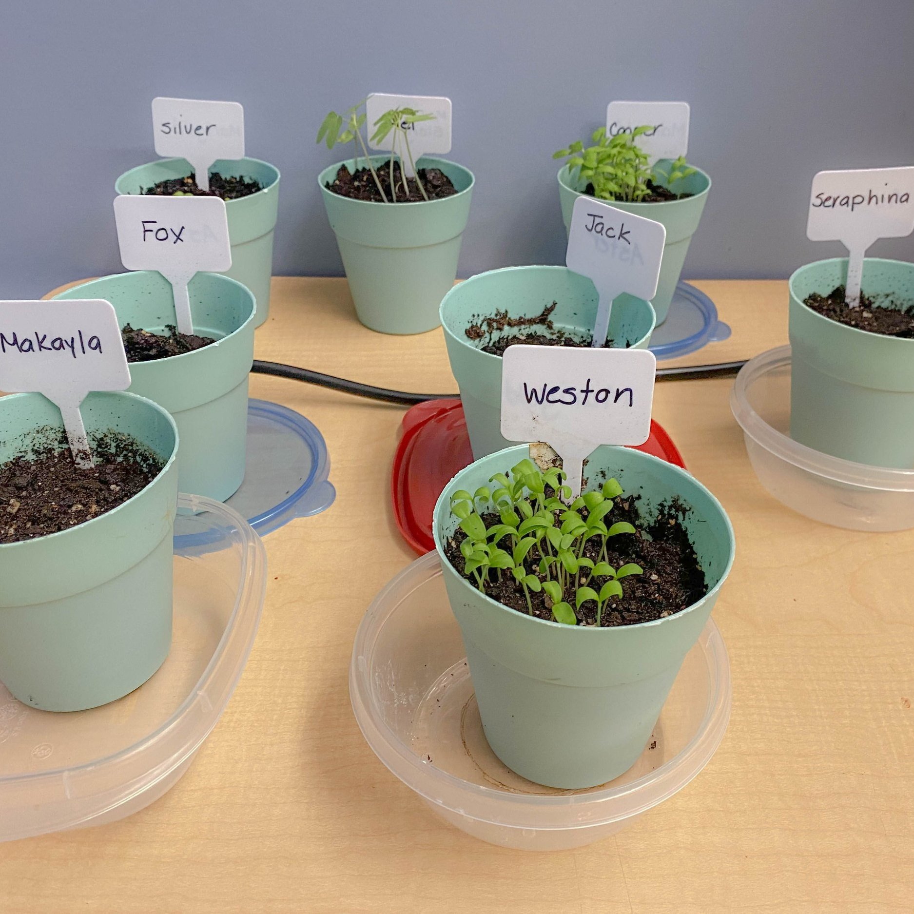 About Us — Quintilian School