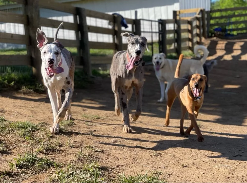 FAQs — Bark Camp Farm