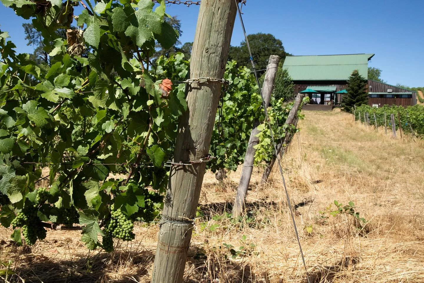 Doug's Field Notes — BRICK HOUSE WINES