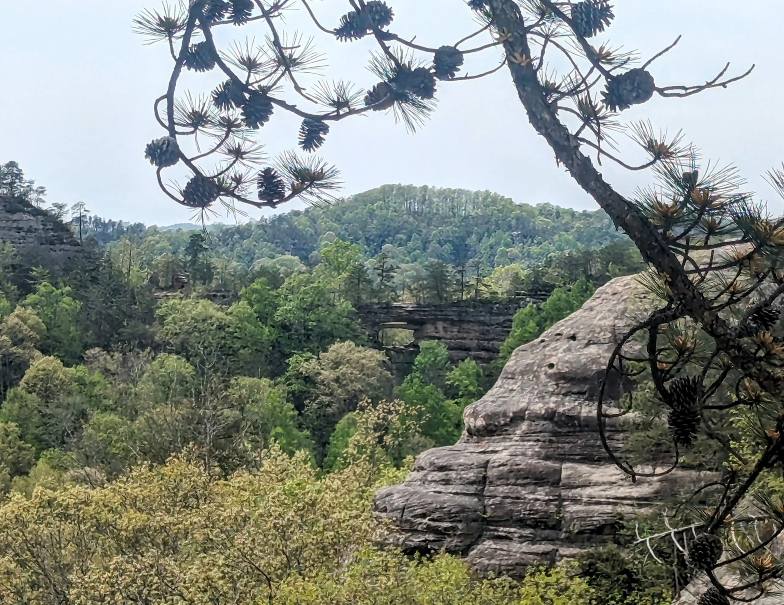 Hiking the Auxier Ridge Trail With Kids, or Without? — No Bedtimes, No ...