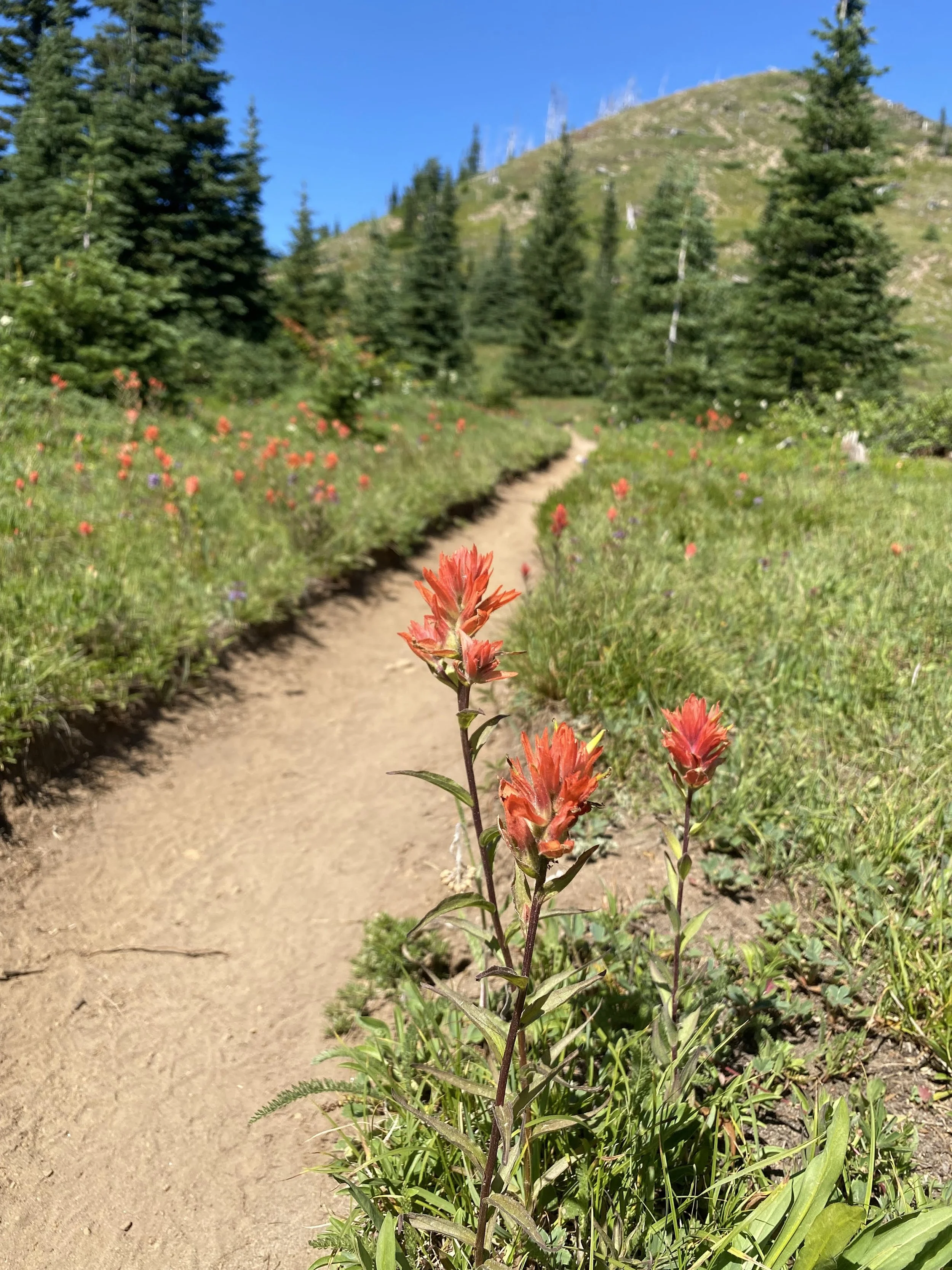 Items & Events — Native Plant Salvage Foundation