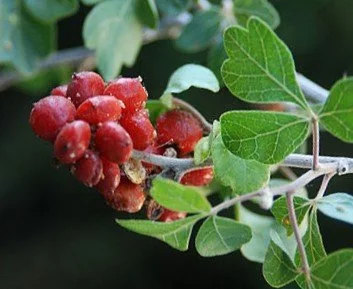 Rhus Trilobata Lemonade Berry Bush