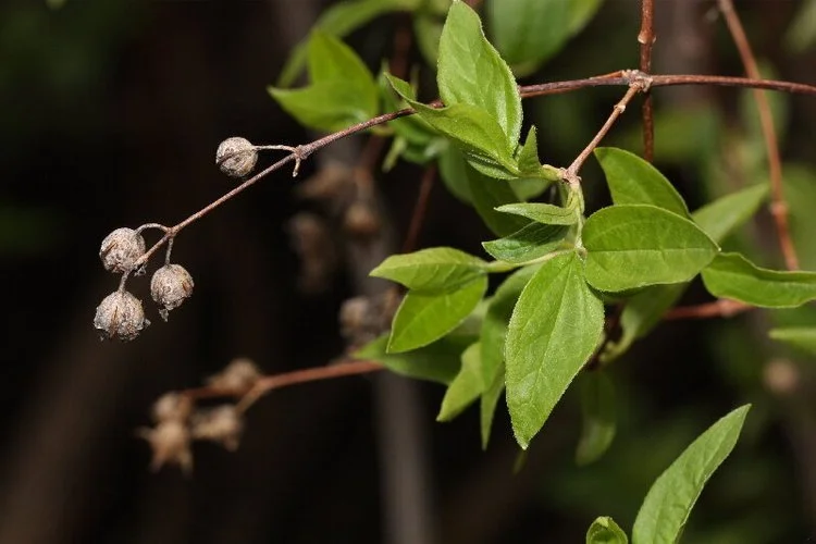 Philadelphus lewisii (Mock Orange) — Native Plant Salvage Foundation
