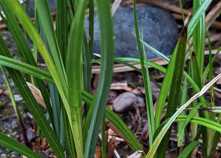 Carex obnupta (Slough Sedge) — Native Plant Salvage Foundation