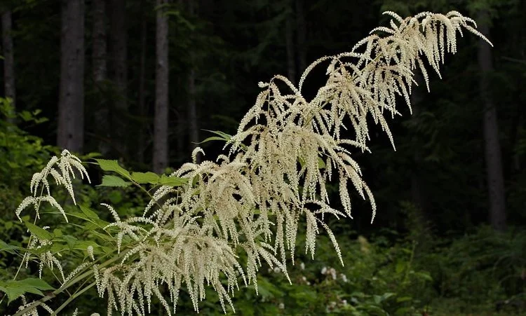 Aruncus dioicus (Goat's Beard) — Native Plant Salvage Foundation