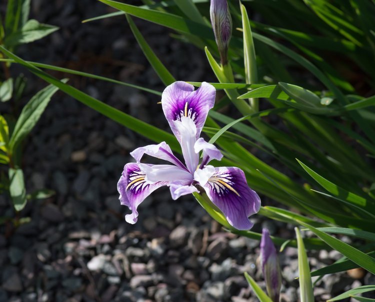 Iris tenax (Oregon Iris) — Native Plant Salvage Foundation
