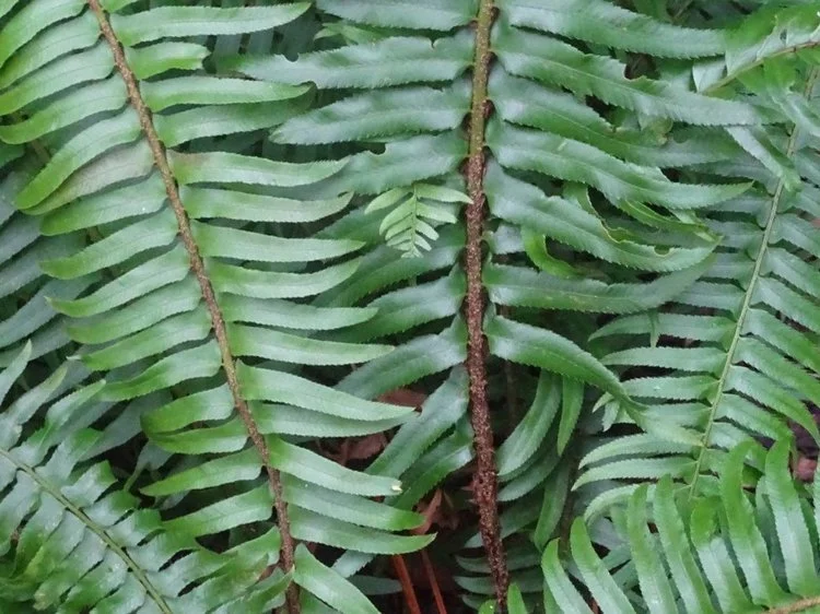 Polystichum munitum (Western Sword Fern) — Native Plant Salvage Foundation