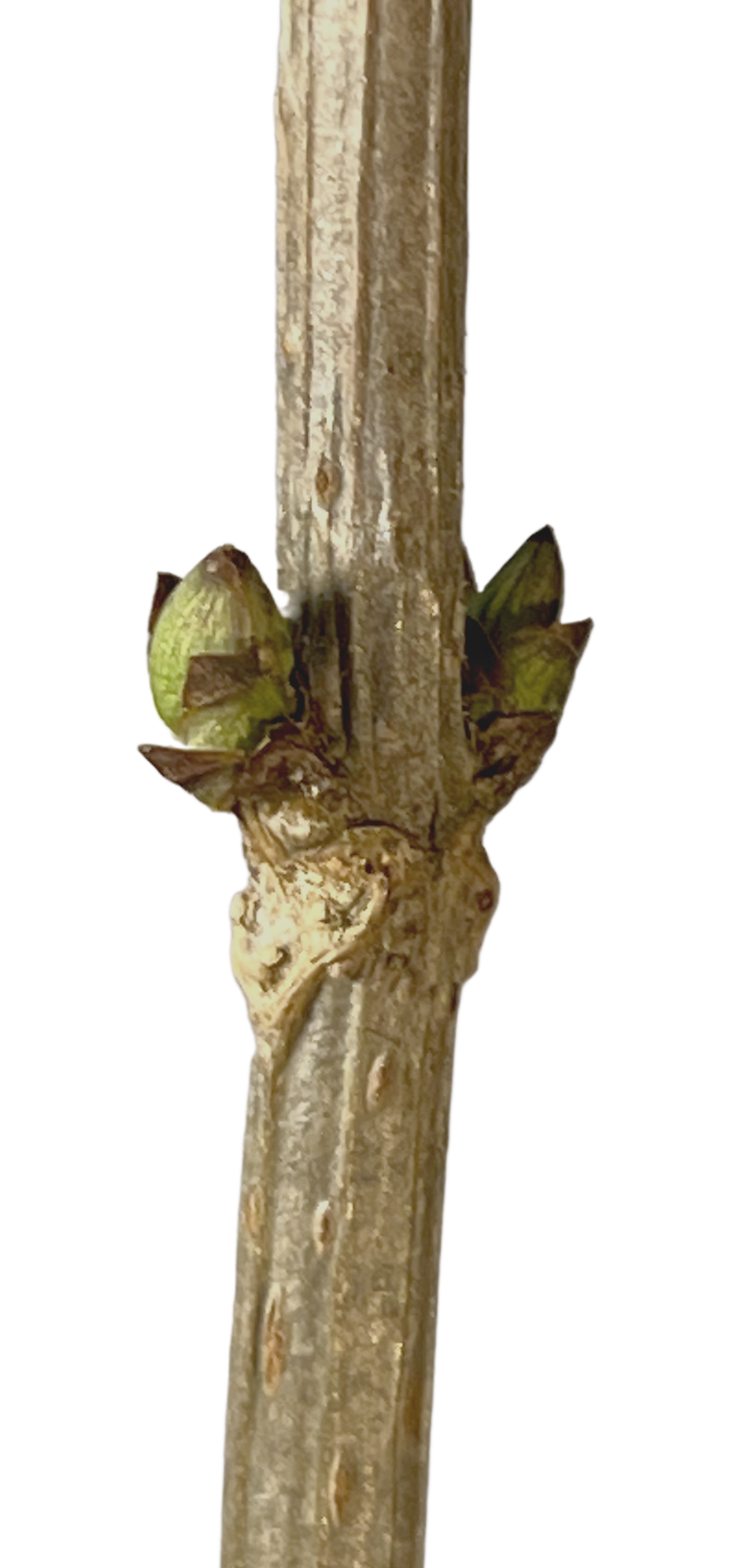 Winter Twig ID Field Class Native Plant Salvage Foundation