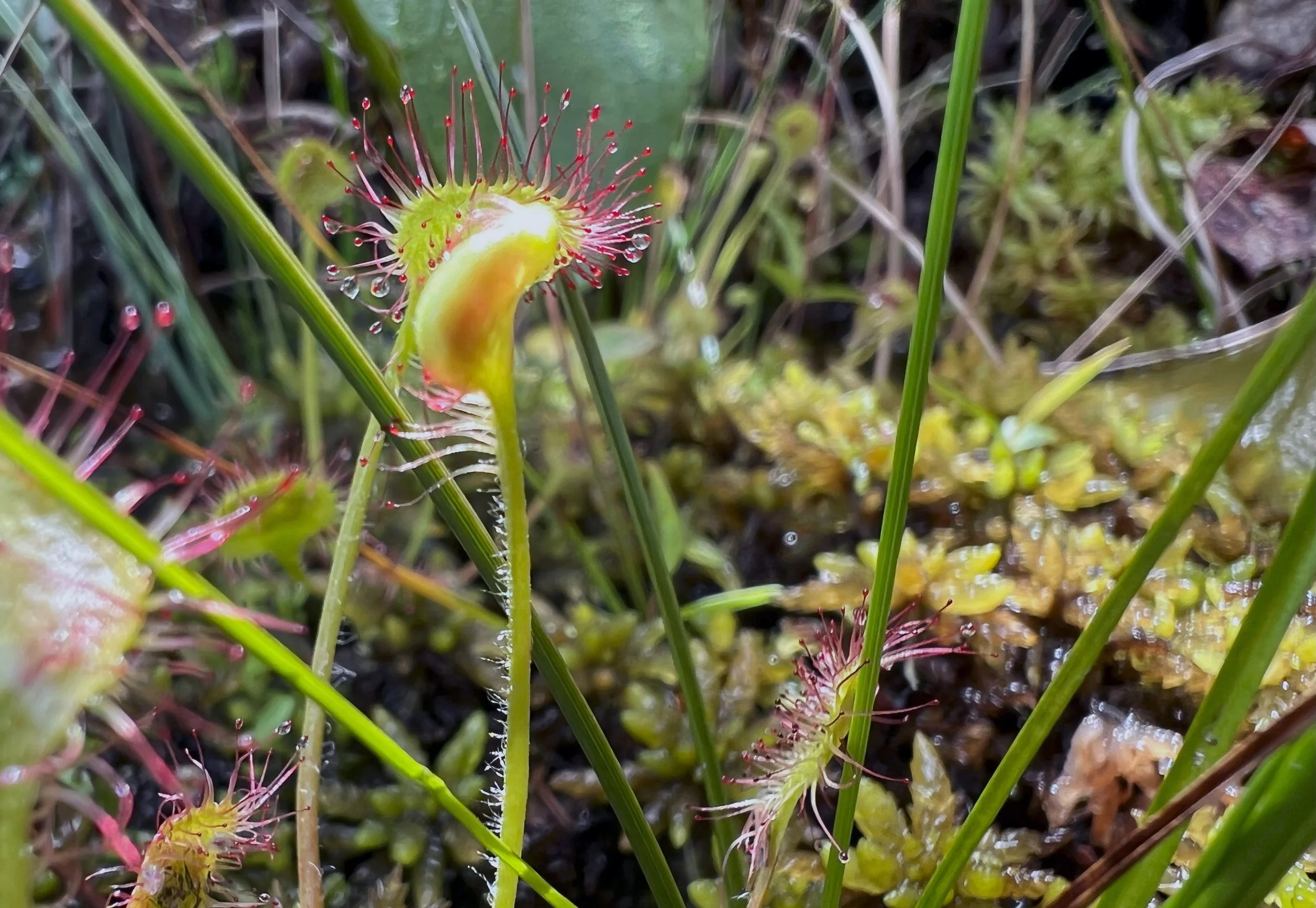 Excursions — Native Plant Salvage Foundation