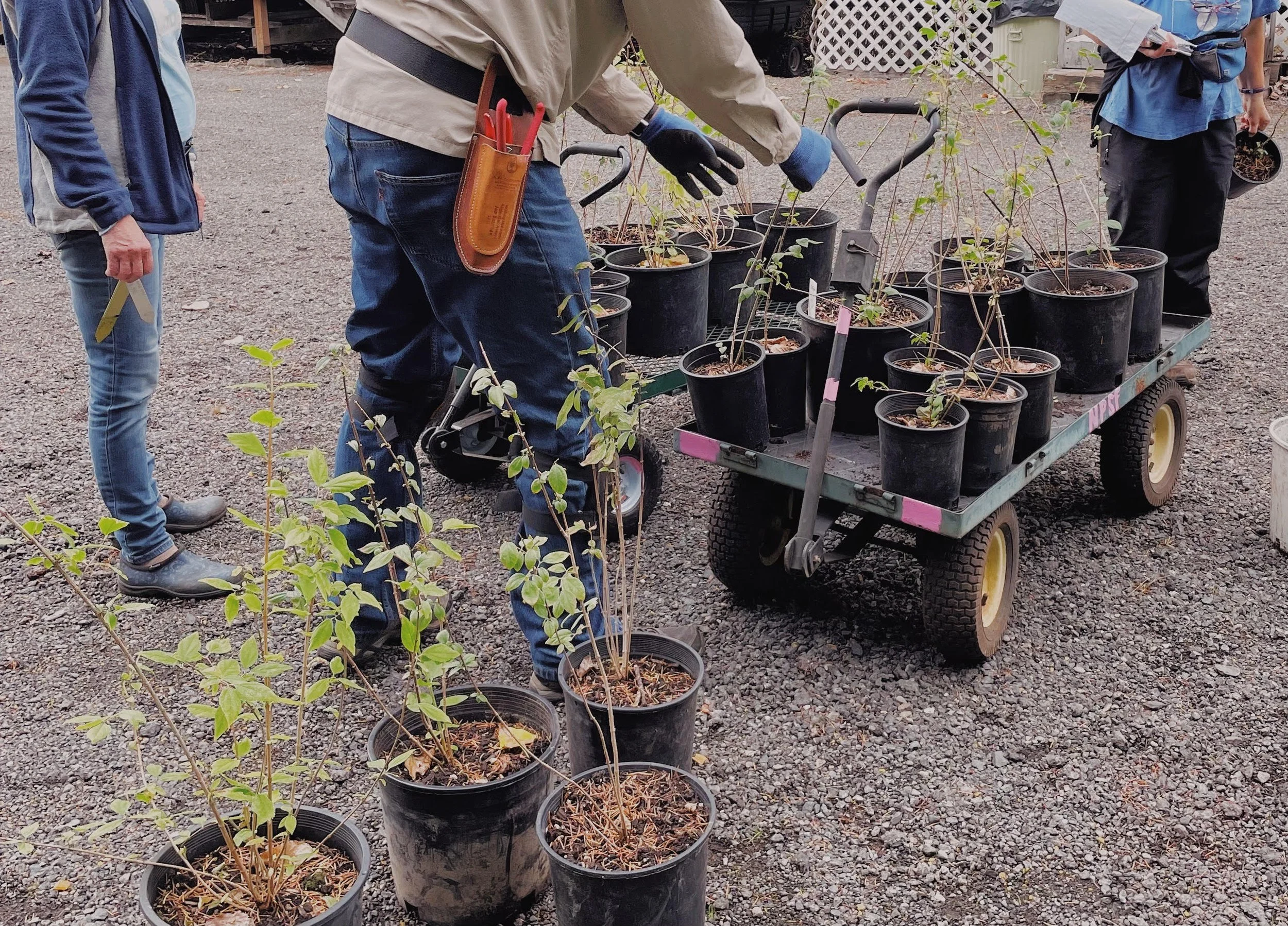 Volunteer — Native Plant Salvage Foundation