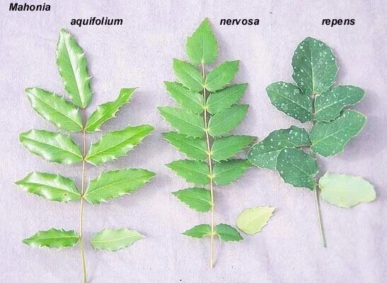 The Native and "Native Adjacent" Mahonias: Why We Love All Four ...