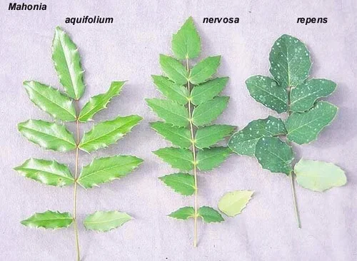 The Native and "Native Adjacent" Mahonias: Why We Love All Four ...