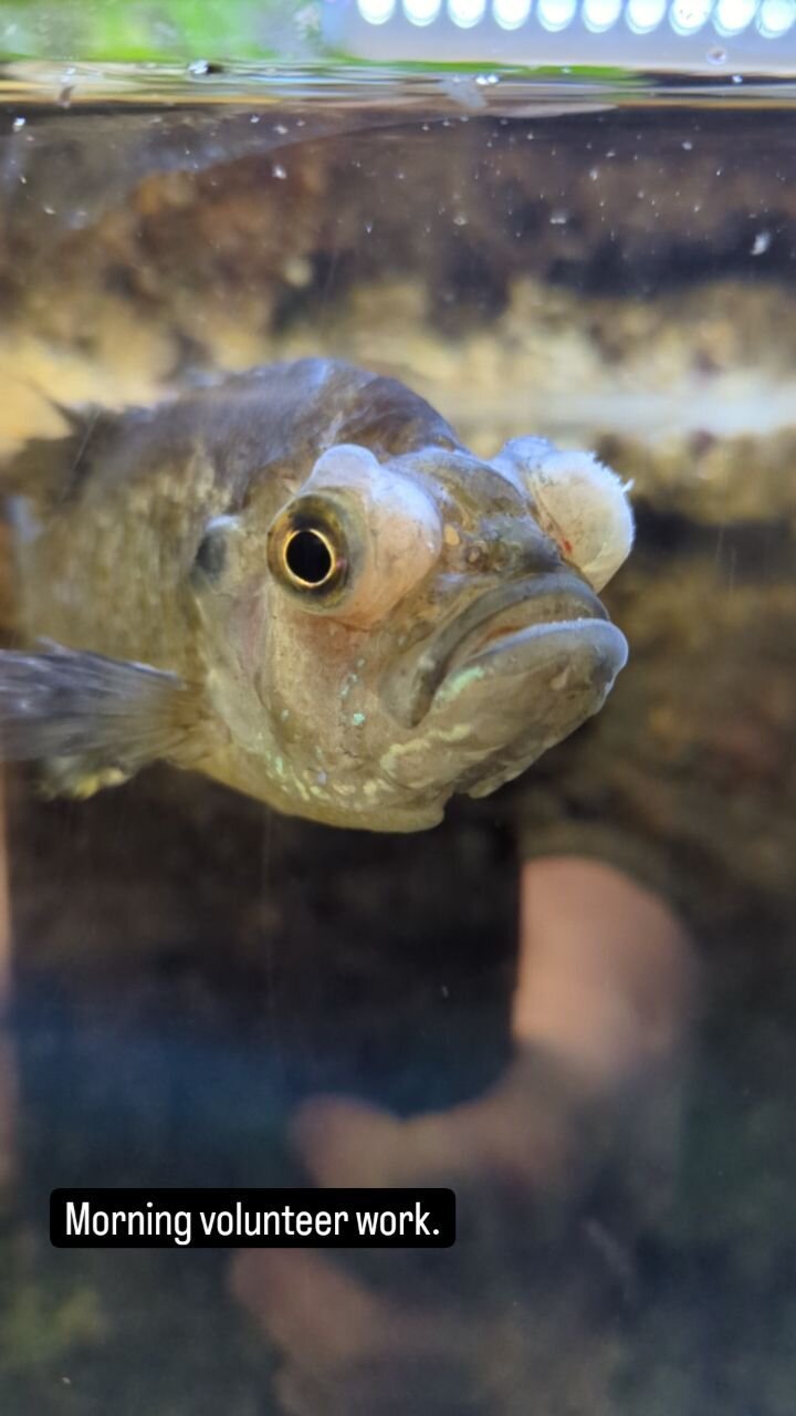 Balance - Supporting individuals with intellectual and developmental ...