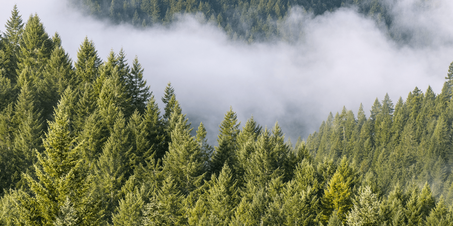 Getting Started with FERNS — It's Your Forest Watershed