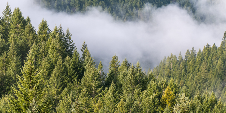 Getting Started with FERNS — It's Your Forest Watershed