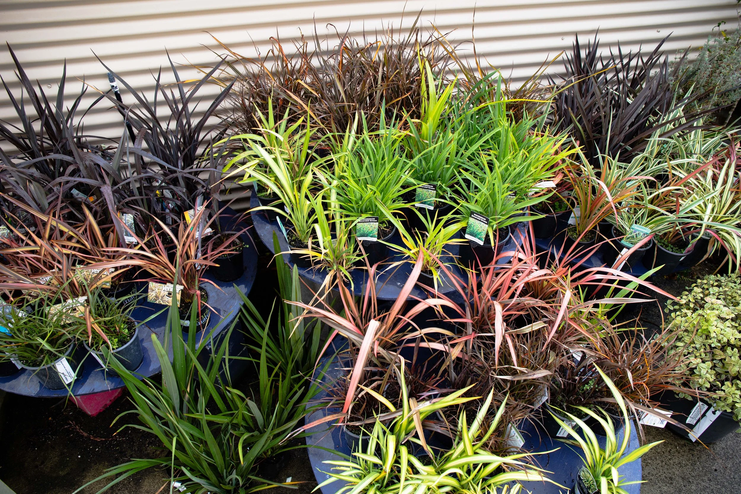 Flaxes — California Home & Garden