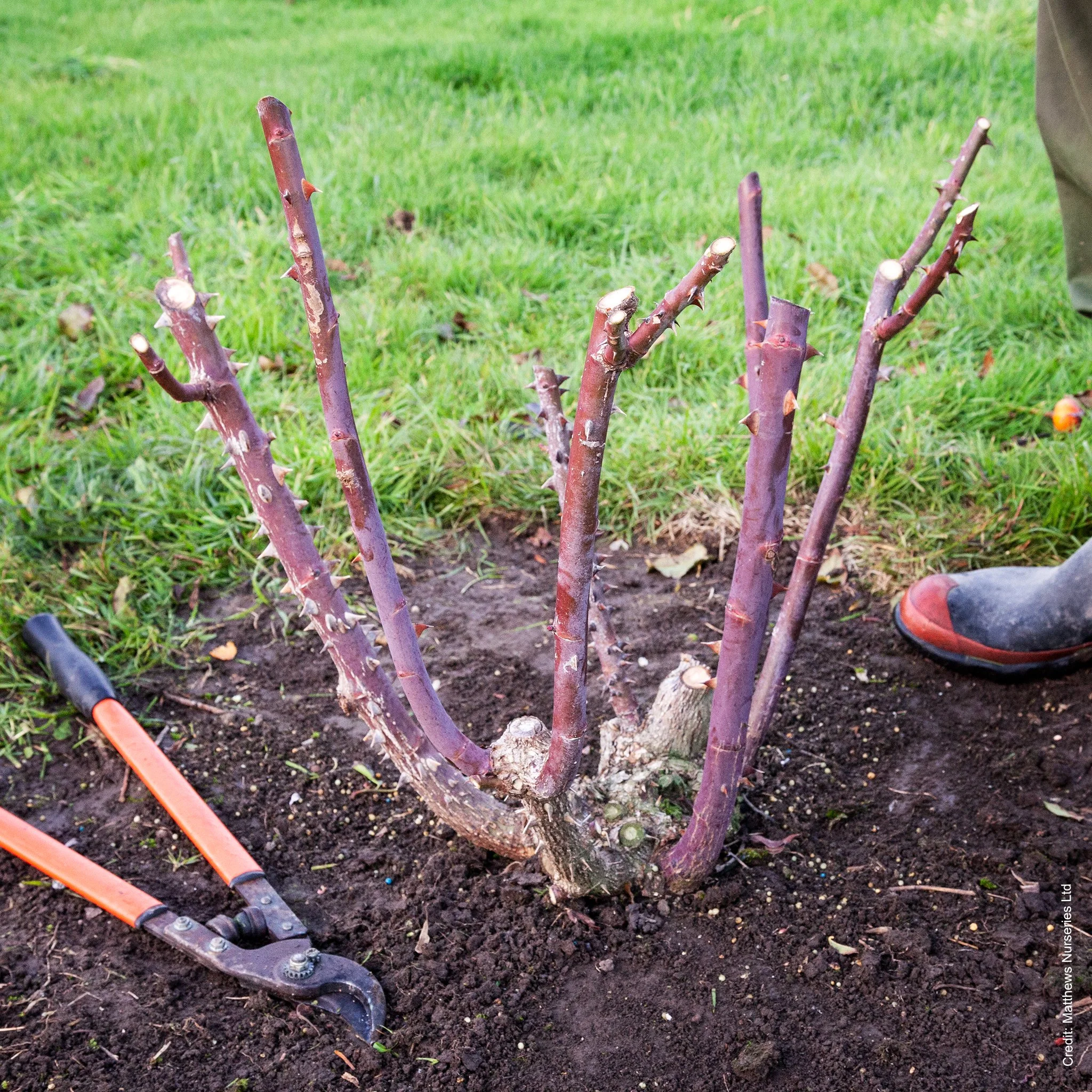 Roses — California Home & Garden