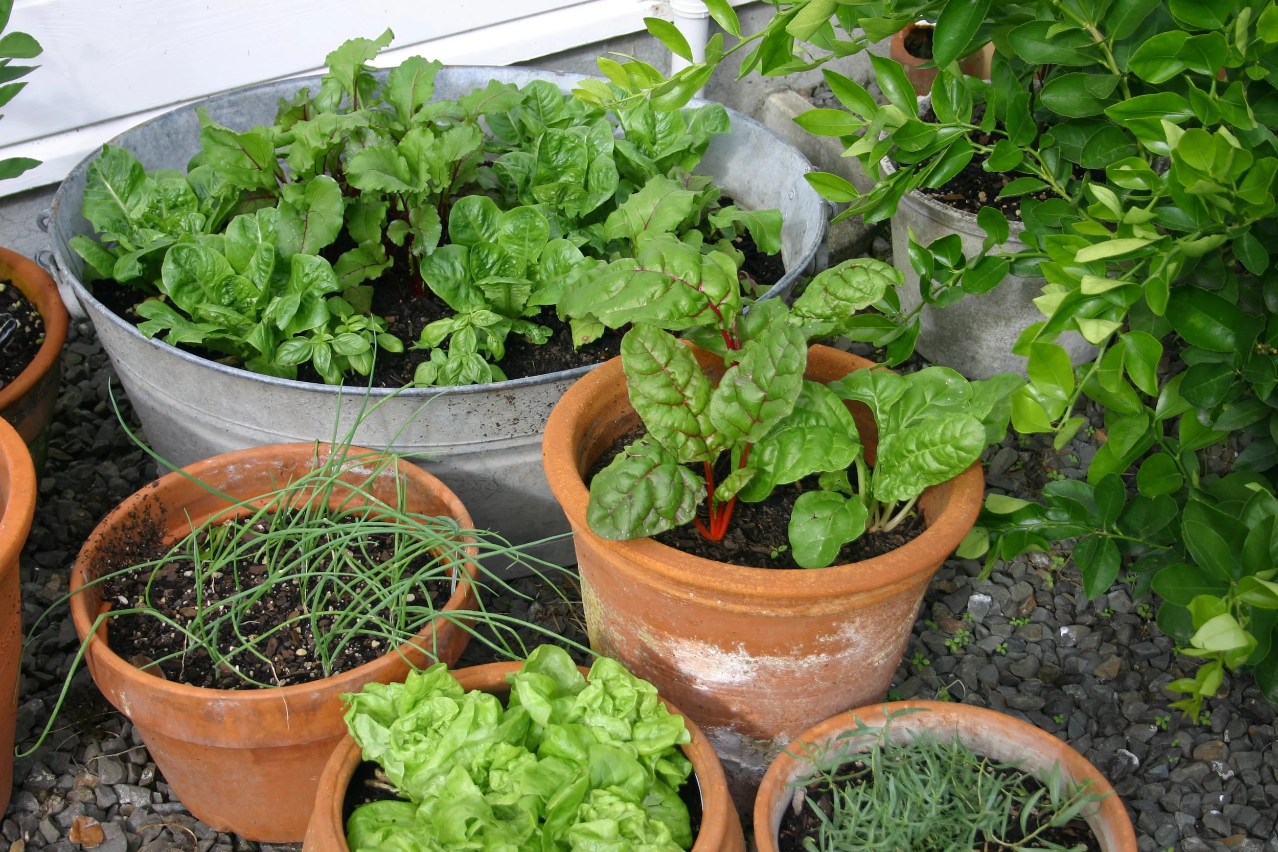 How to Grow Vegetables in Containers — California Home & Garden