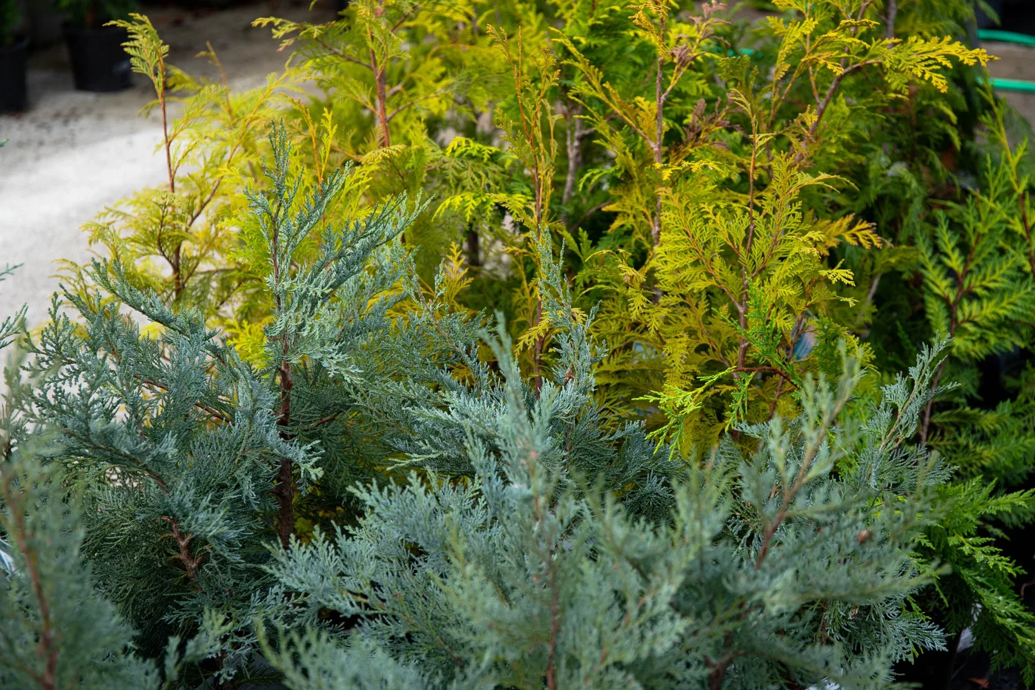 Conifers — California Home & Garden