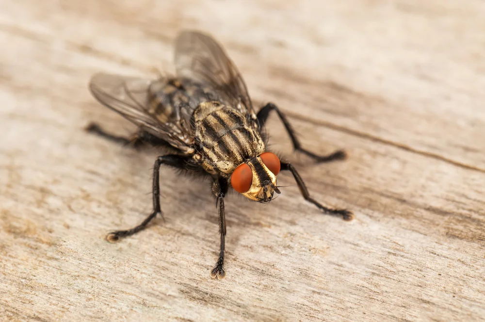 10 Most Common Pest Infestations and How to Spot Them