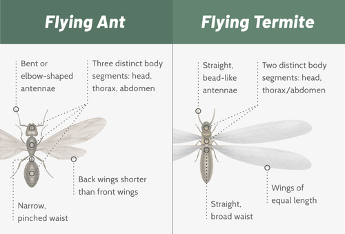 Flying Ants or Termites? Quick ID Guide for Homeowners