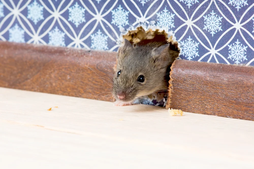 12 Clear Signs of a Rodent Infestation in Your Home