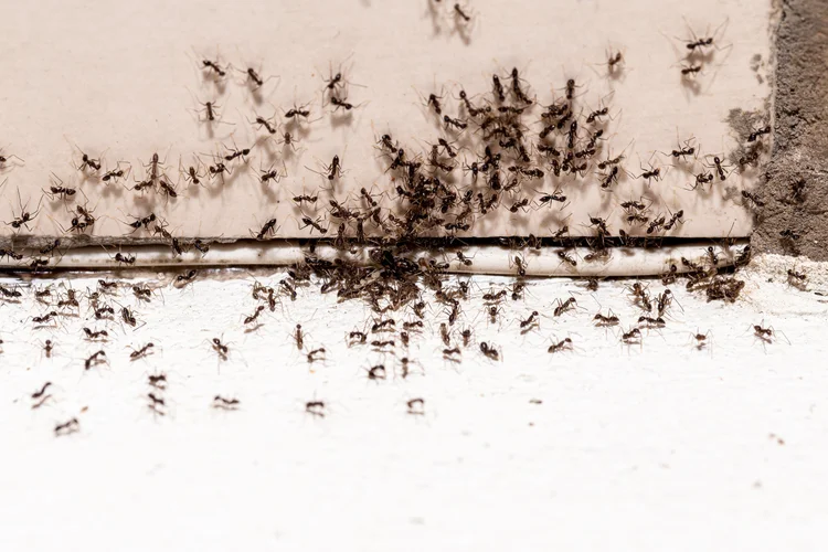 How Long Should I Wait to Enter My House After Pest Control?
