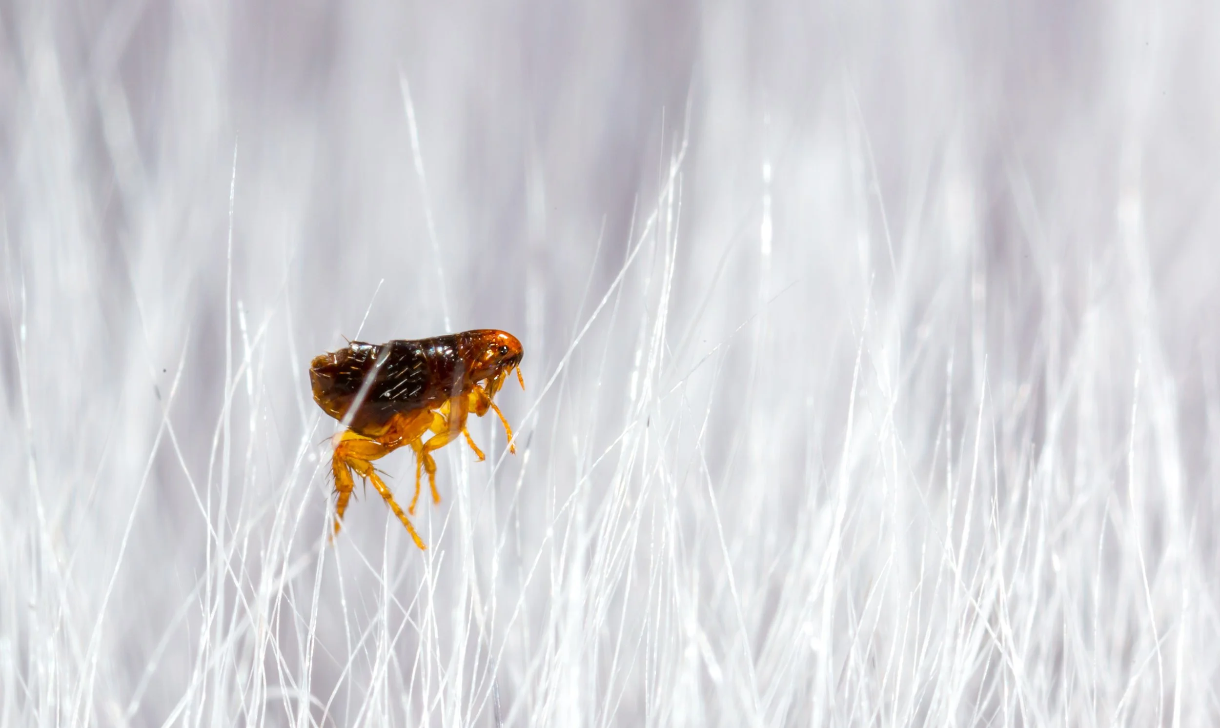 10 Most Common Pest Infestations and How to Spot Them