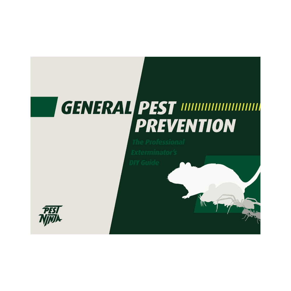 DIY Pest Control for Ants, Spiders, & Rodents | Pest Ninja