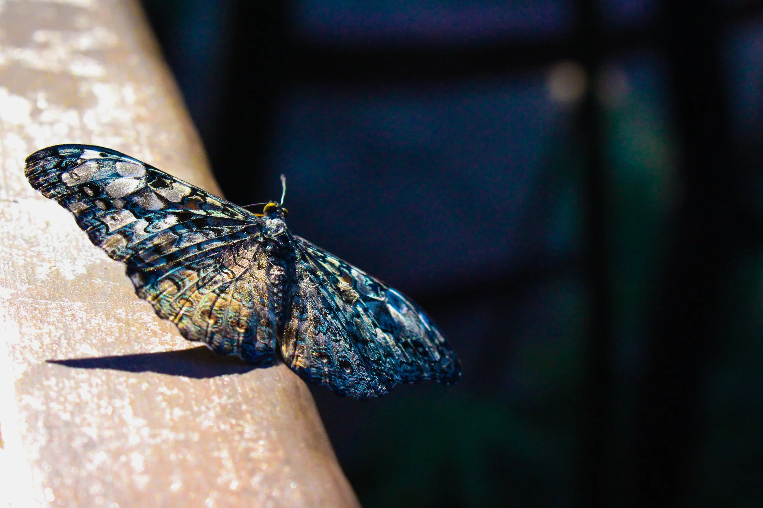 Butterfly Trainings that Transform