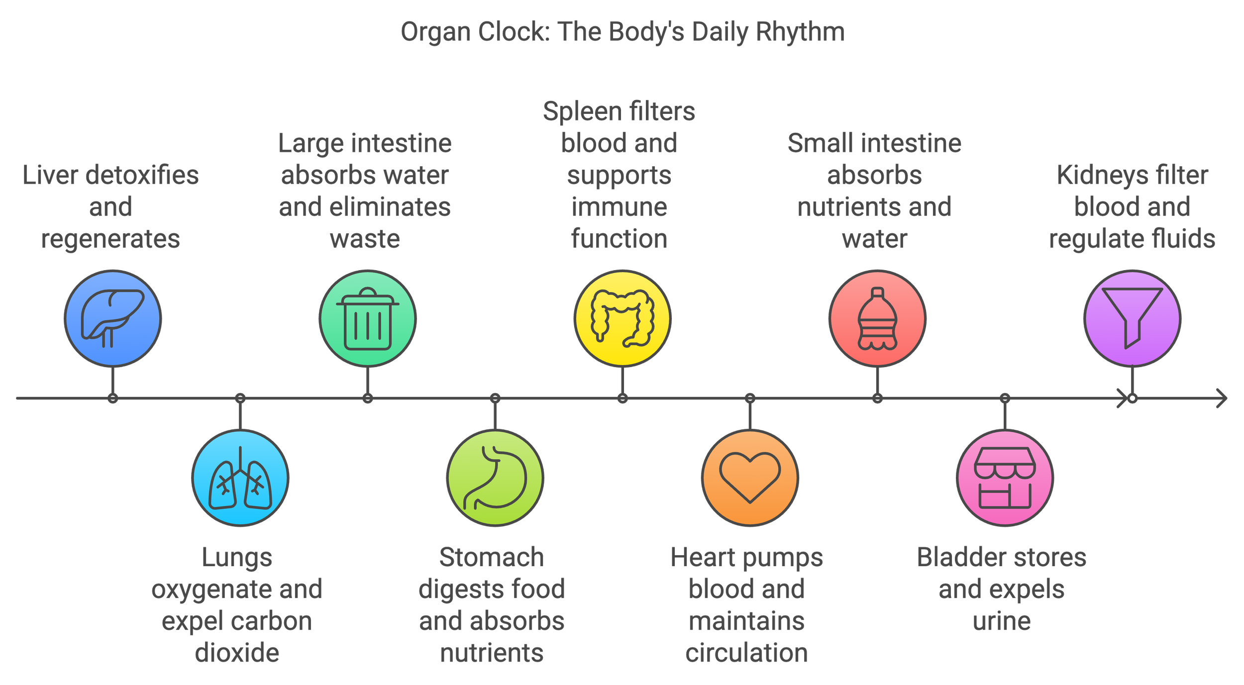 Aligning Your Day to the Chinese Medicine Body Clock for Balancing ...