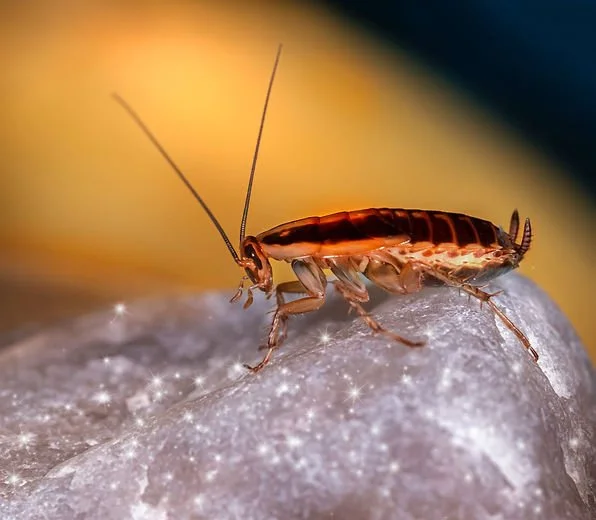 Pest Control — Dungeness Pest Control