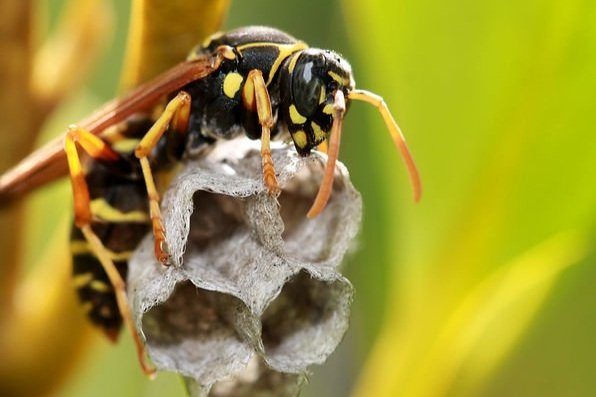 Services — Dungeness Pest Control