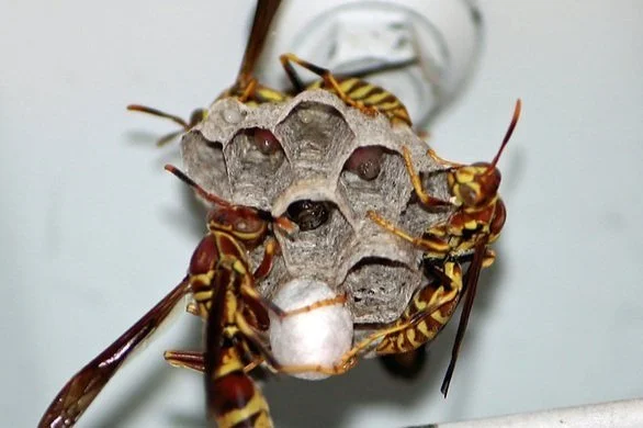 Wasp Control — Dungeness Pest Control