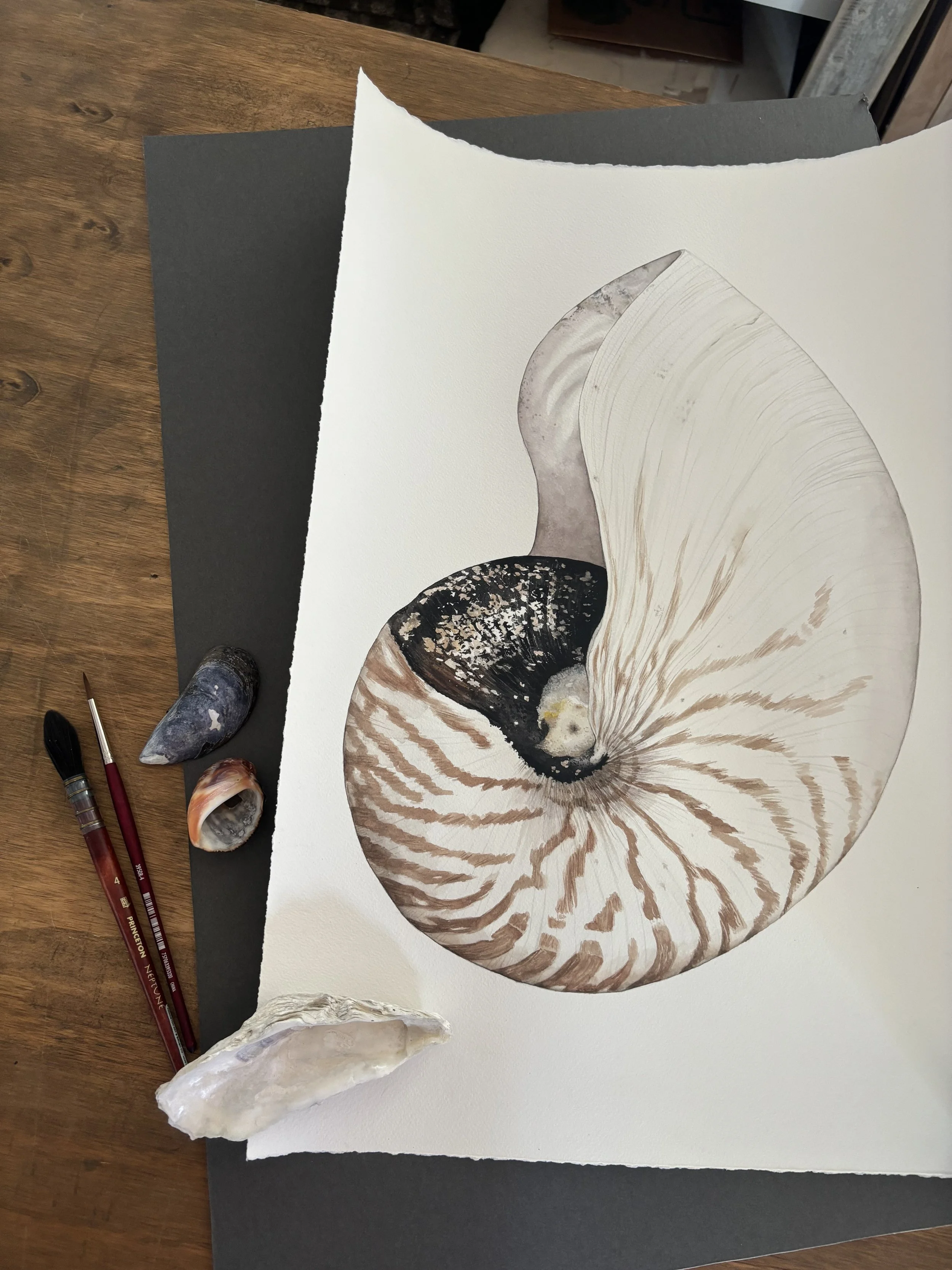Shop — Molly Pearce Art