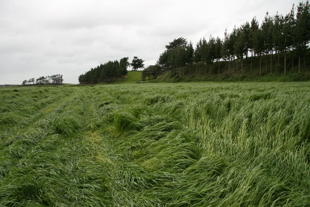 Buy Annual Ryegrass Seed NZ | Vernado — Vernado