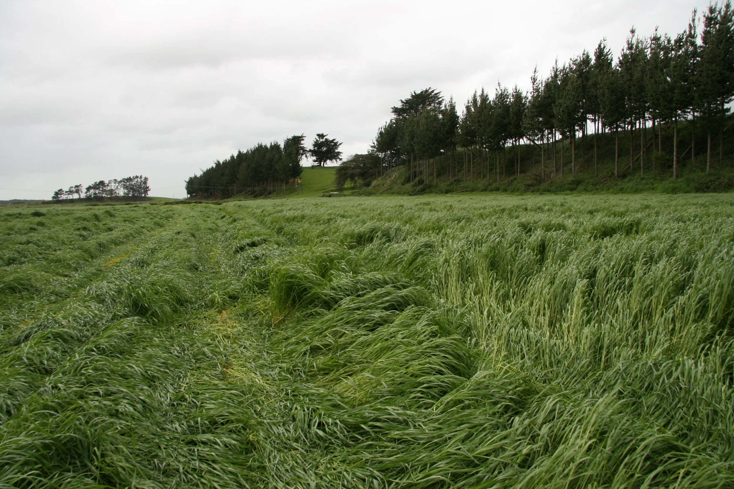 Buy Annual Ryegrass Seed NZ | Vernado — Vernado