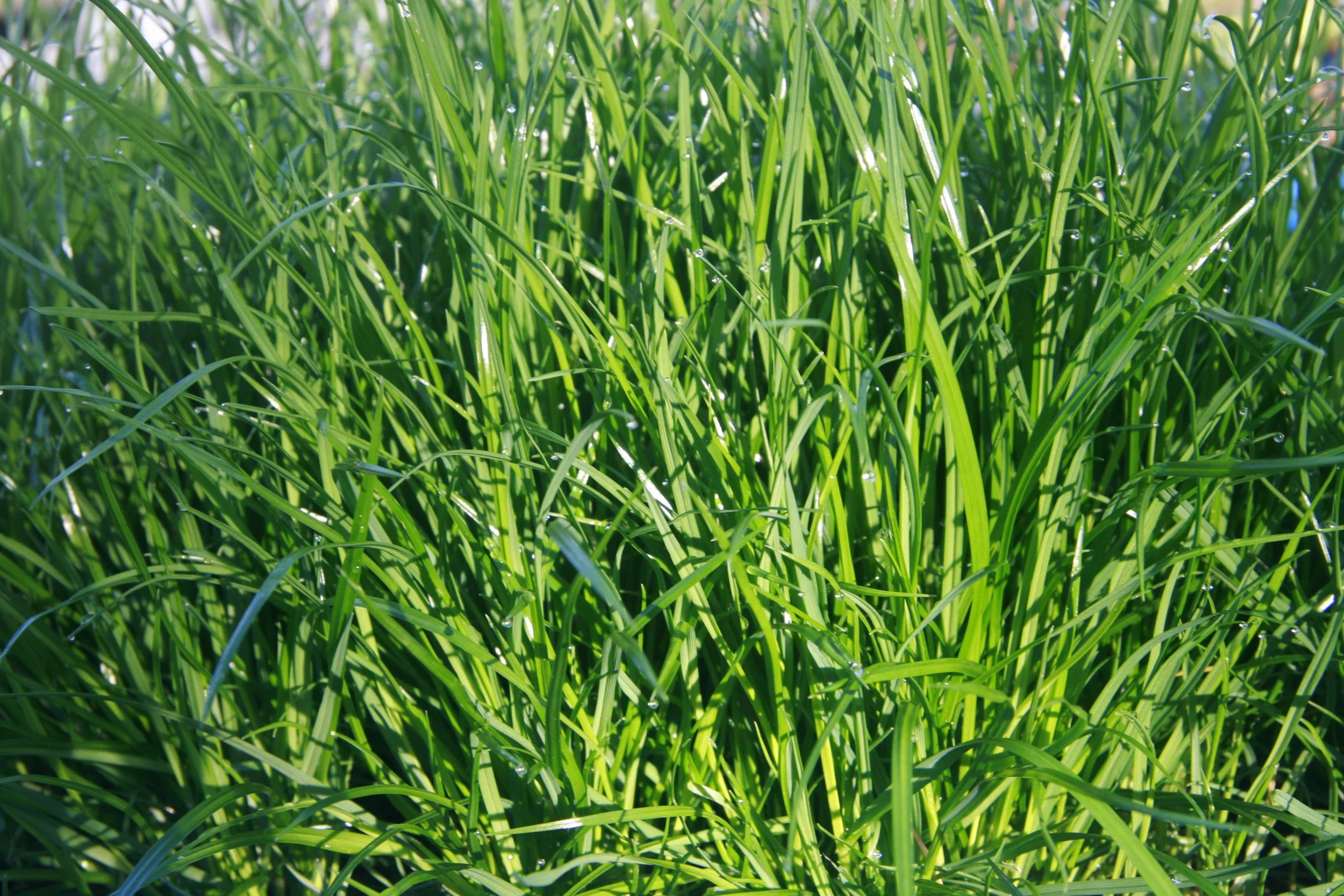 Buy Italian Ryegrass Seed NZ | Vernado — Vernado