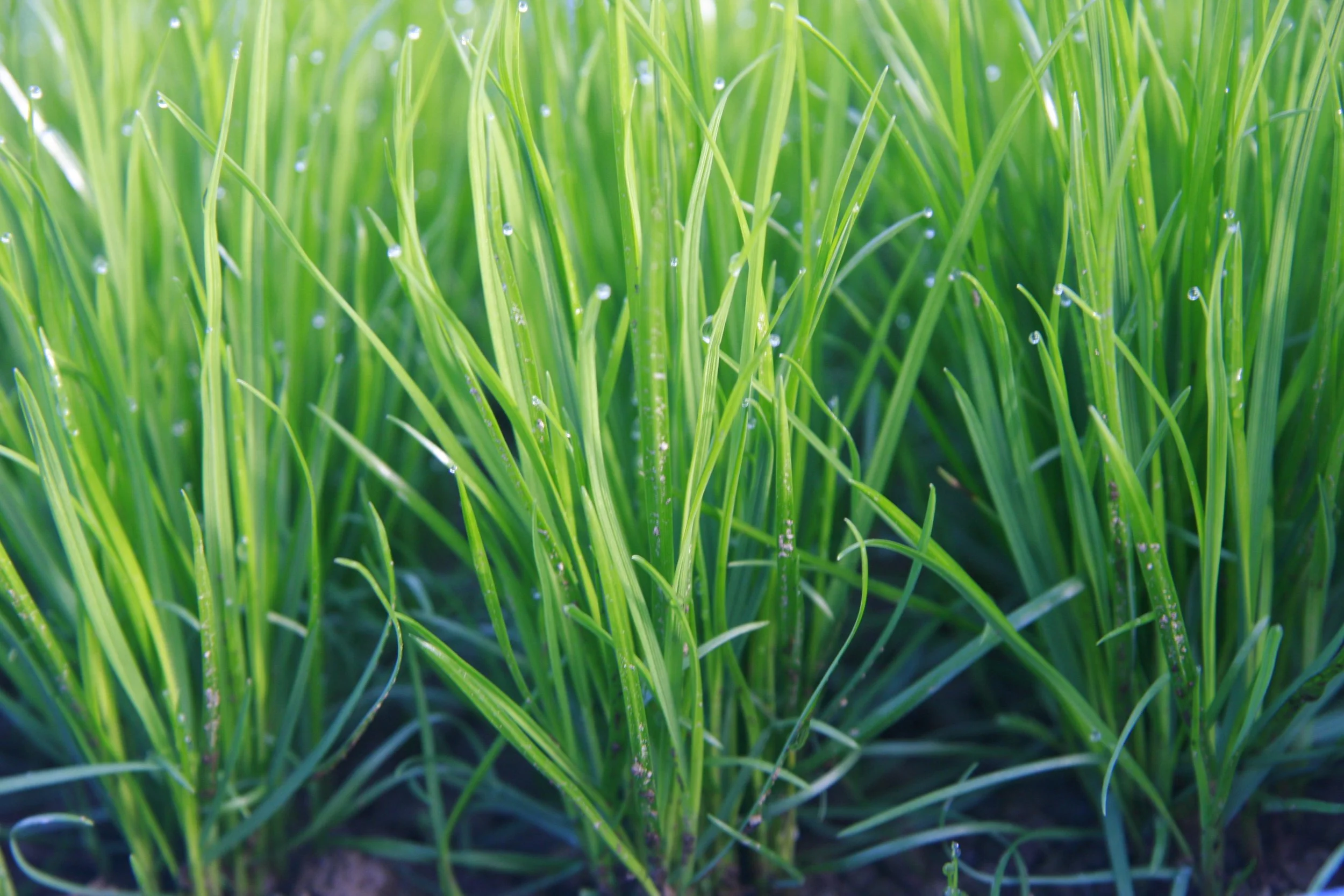 High Digestibility High Sugar Perennial Ryegrass Seed Increase Milk and ...