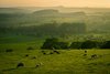 Pasture Utilization: Maximizing Production Efficiency in New Zealand ...