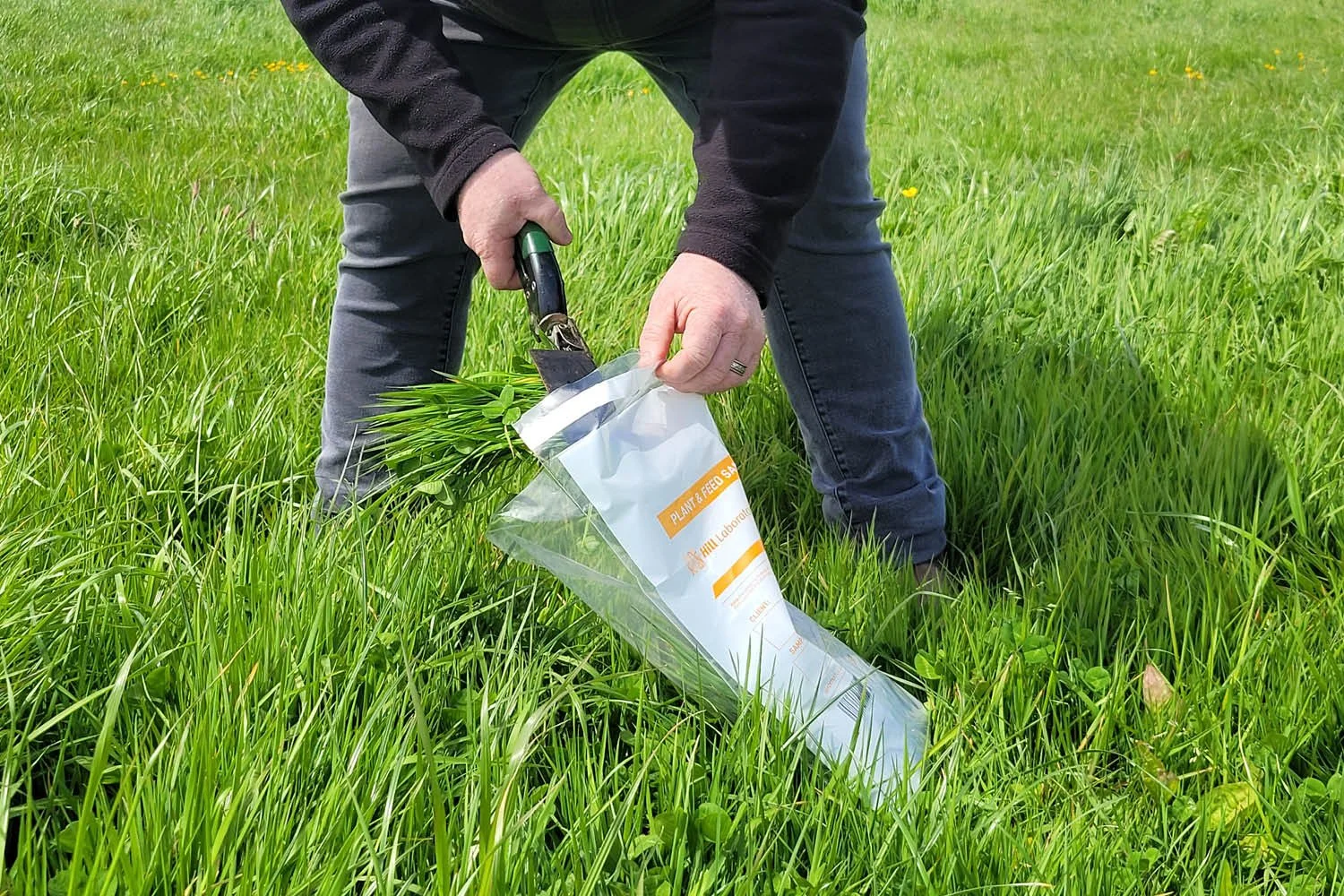 A Closer Look at Herbage Testing: Understanding the Green Gold — Vernado