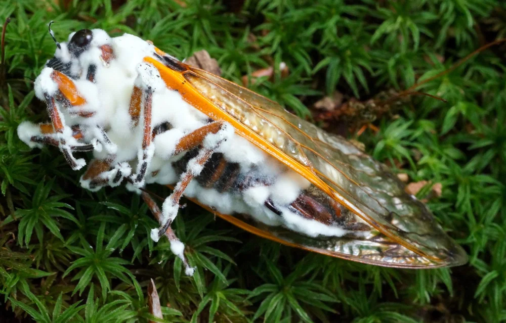 Beauveria Bassiana: The Natural Solution for Pest Control on Your Farm ...