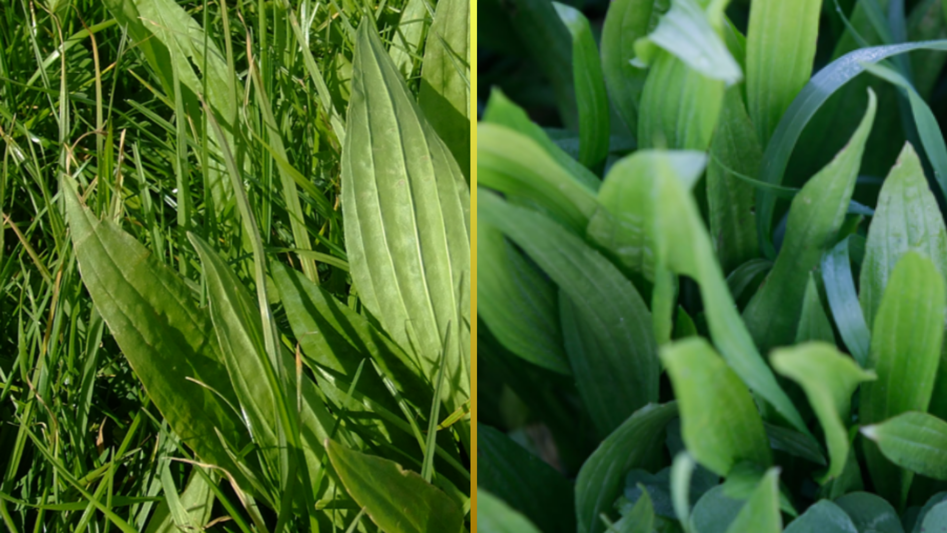 Buy Pasture Seed Nz Vernado — Vernado