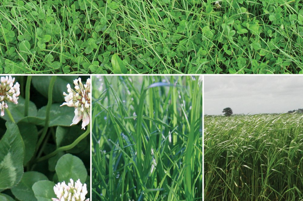 How to choose the right pasture seed for your farm — Vernado