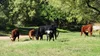 Rotational Grazing vs Set Stocking – Which System Increases Animal ...