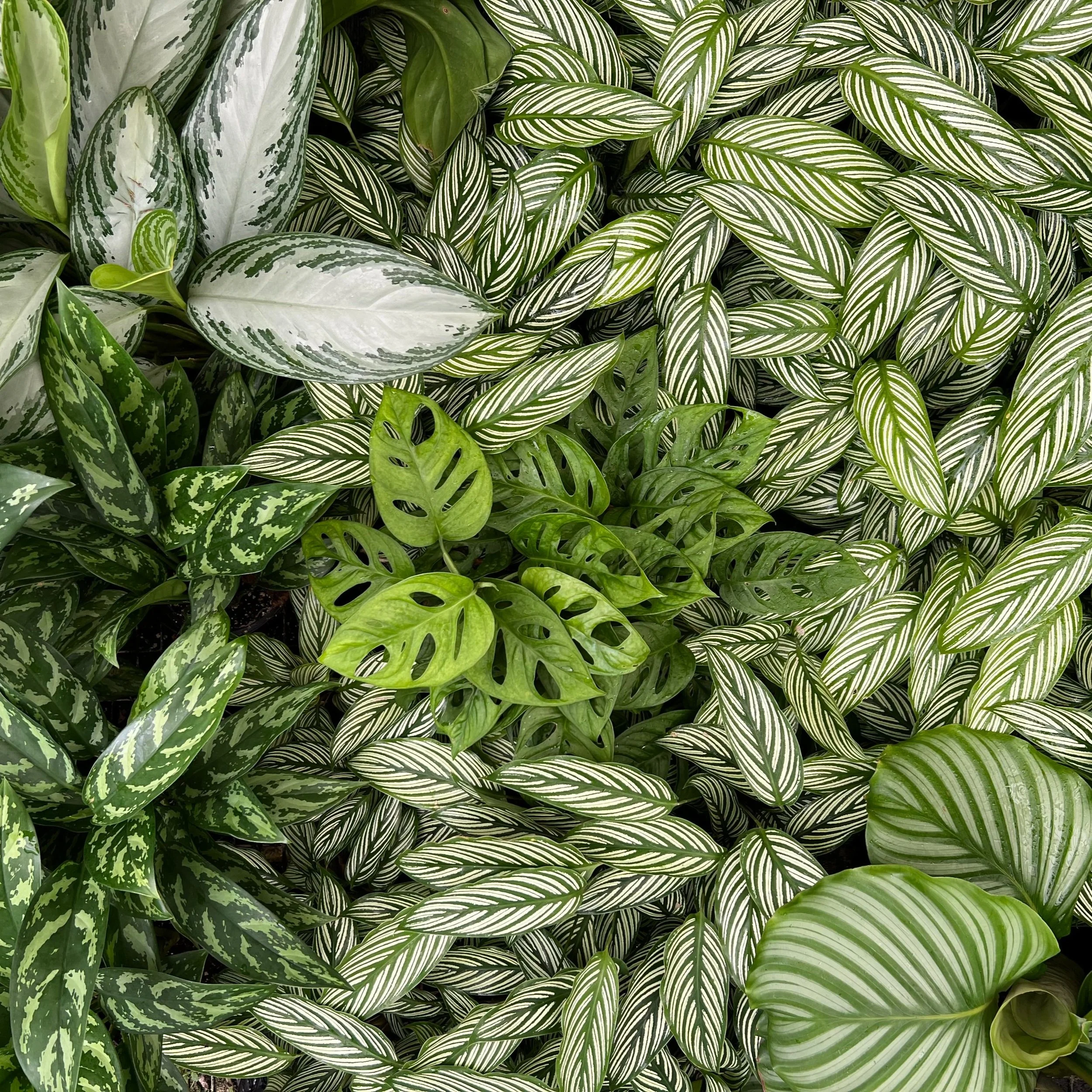 United Plant Growers